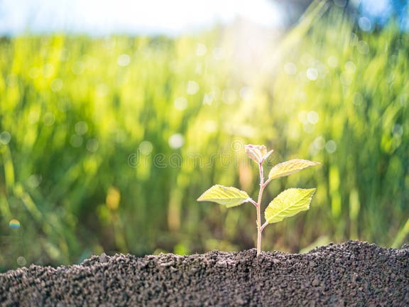 Small Tree Sprout Growing from the Soil Stock Image - Image of ...