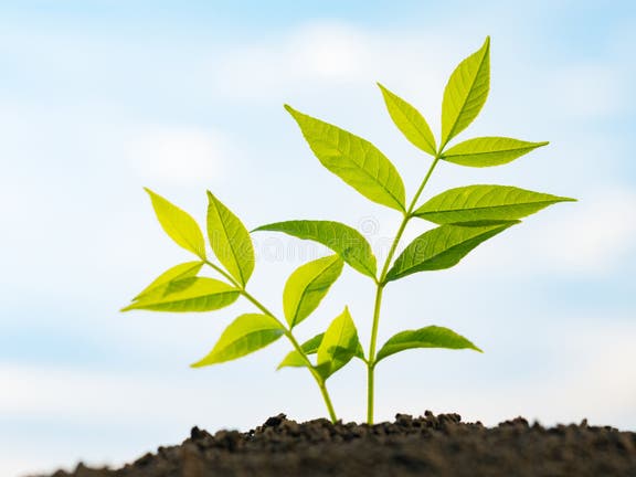 Small Tree Sprout Growing from the Soil Stock Image - Image of green ...