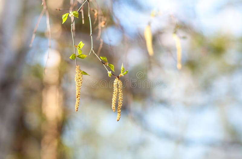 The small tree sprout stock image. Image of seasonal - 89620101