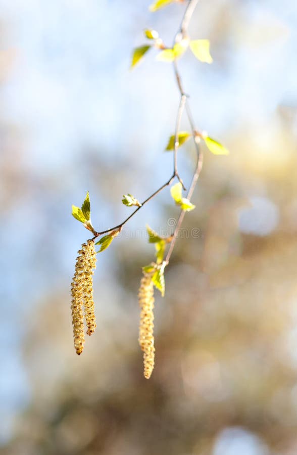 The small tree sprout stock photo. Image of botanical - 89294126