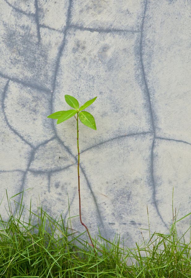 Small Tree Sprouting through Grunge Wall Stock Image - Image of ...