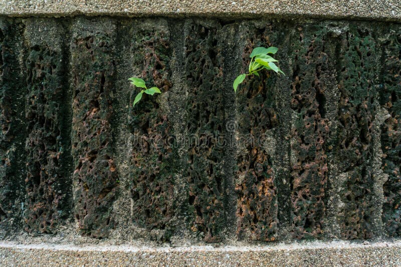 Small Tree Sprouting through Wall Stock Image - Image of single, life ...