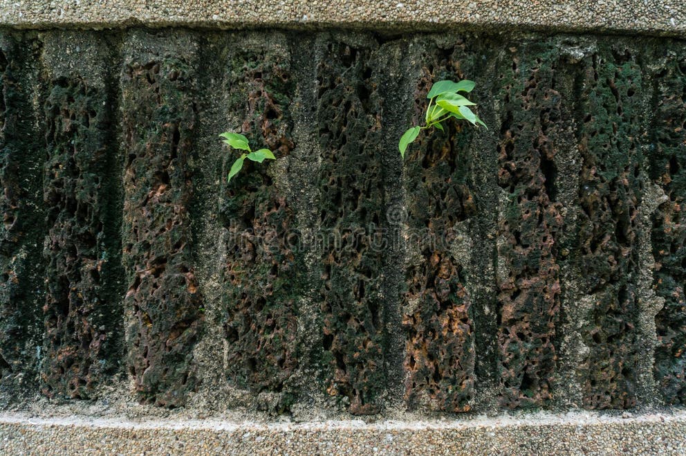 Small Tree Sprouting through Wall Stock Image - Image of single, life ...