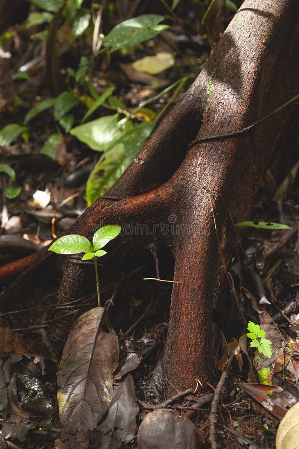 Sprout Grows Towards the Light, Amazon Jungle, Peru Stock Image - Image ...