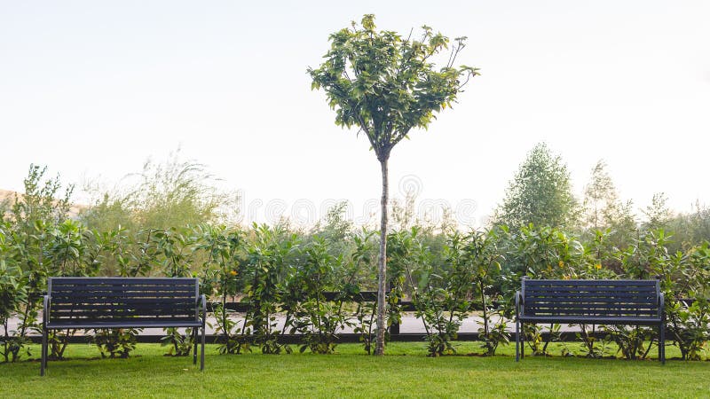 Small Tree Standing between Two Empty Park Benches Surrounded by Green ...