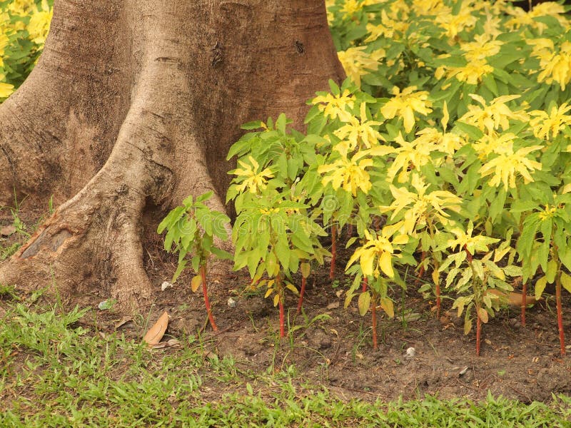 Small Tree Standing Under a Big Tree Stock Photo - Image of ground ...