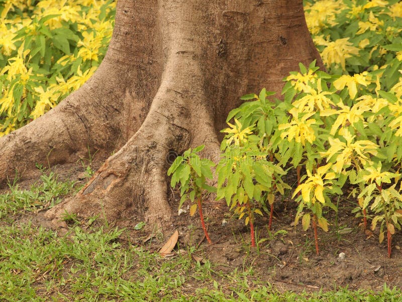 Small Tree Standing Under a Big Tree Stock Photo - Image of agriculture ...