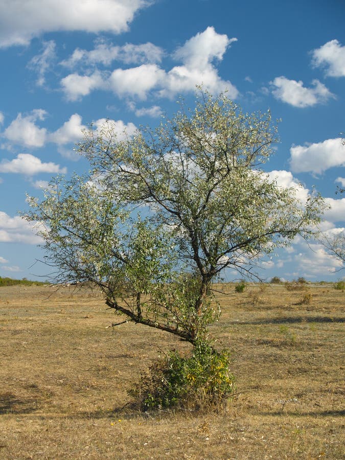 Tree in steppe stock photo. Image of steppe, nature, vertical - 10522328