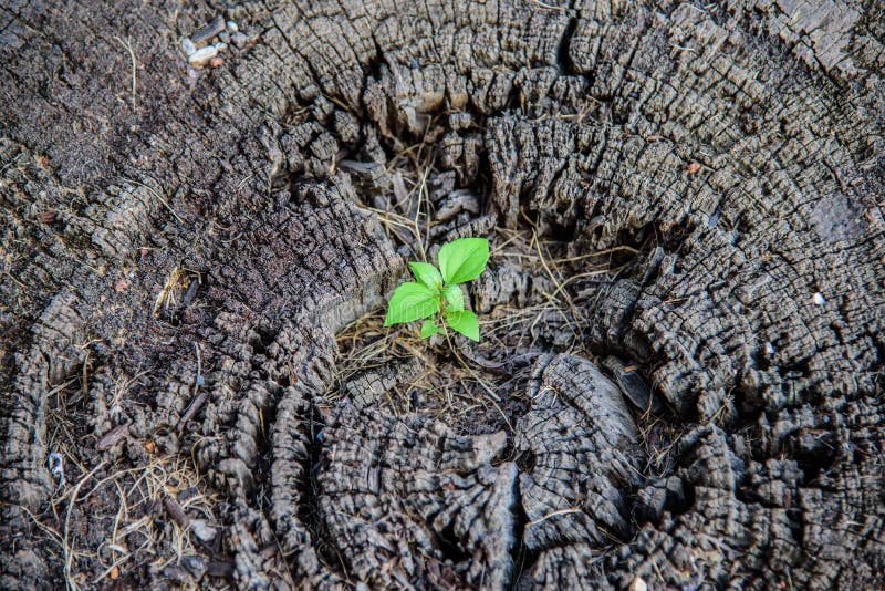 Small tree on stump stock photo. Image of green, nature - 58462080