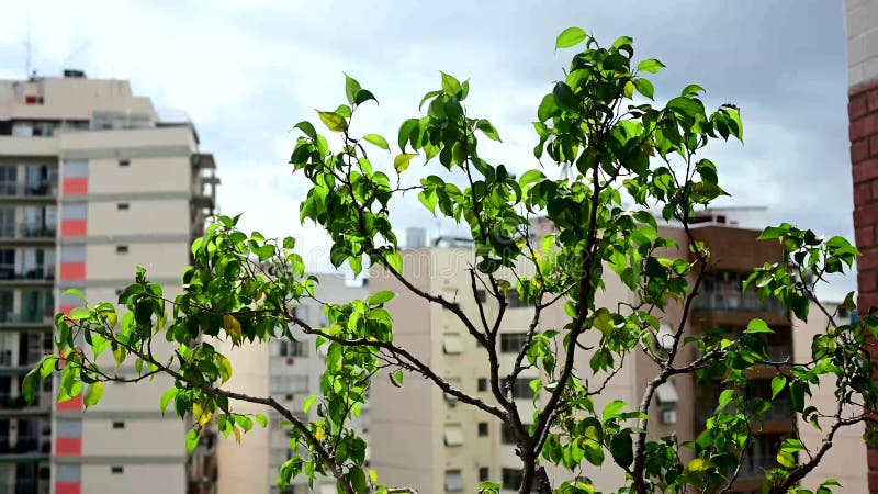 Small Tree Suffering from Strong Winds, Stock Video - Video of outdoors ...