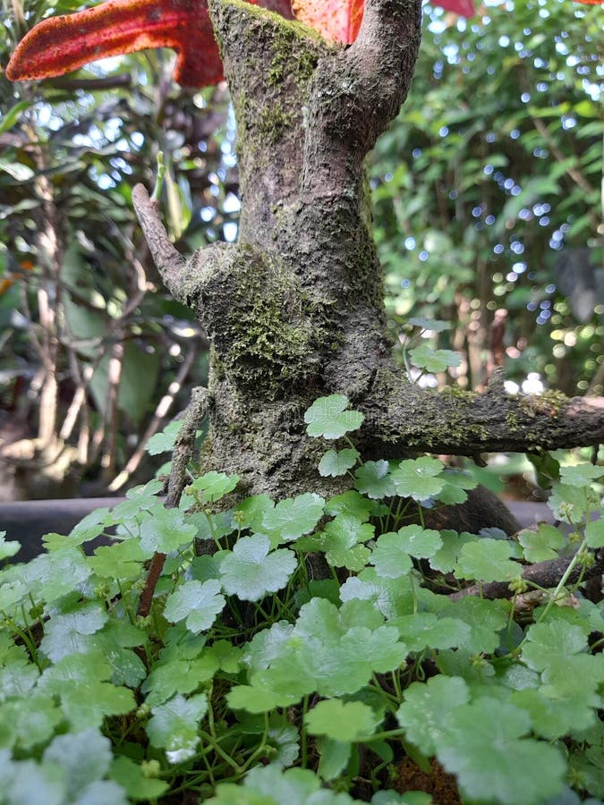 A Small Tree Surrounded by Vines with Small Green Leaves Stock Photo ...
