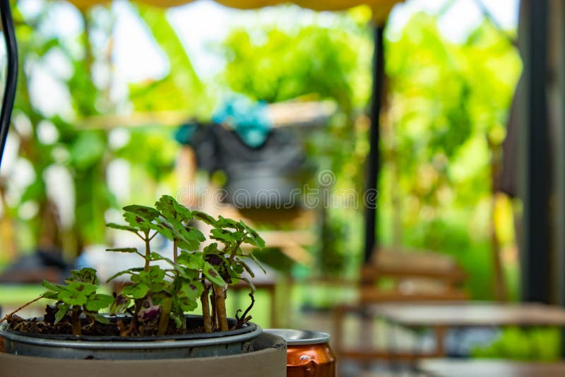 A Small Tree with the Table for Beauty. Stock Photo - Image of ...