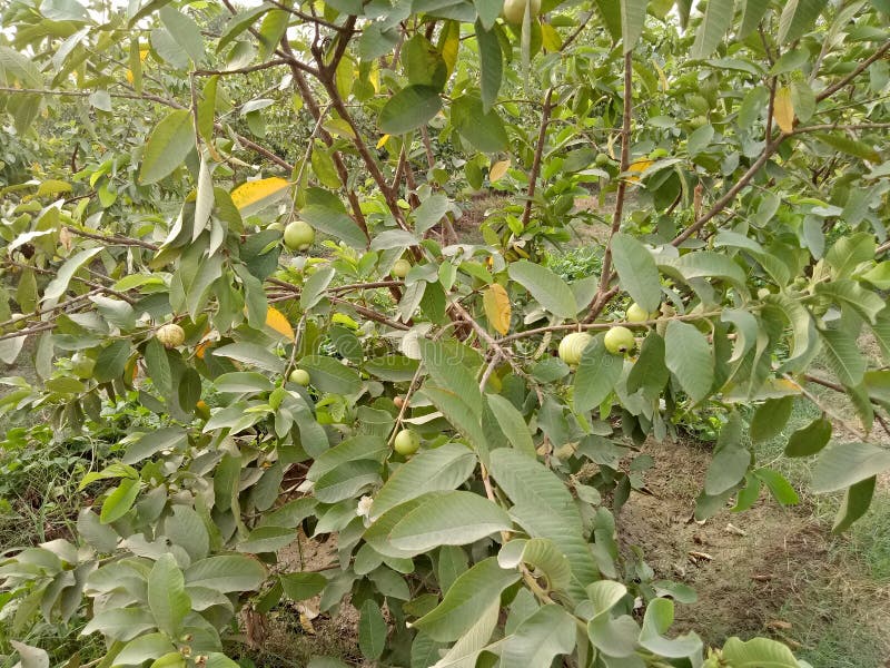 Showing 1 To 10 15 Entries Stock Photos - Free & Royalty-Free Stock ...