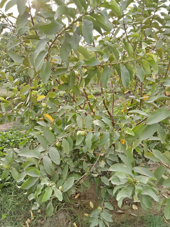 Showing 1 To 10 15 Entries Stock Photos - Free & Royalty-Free Stock ...