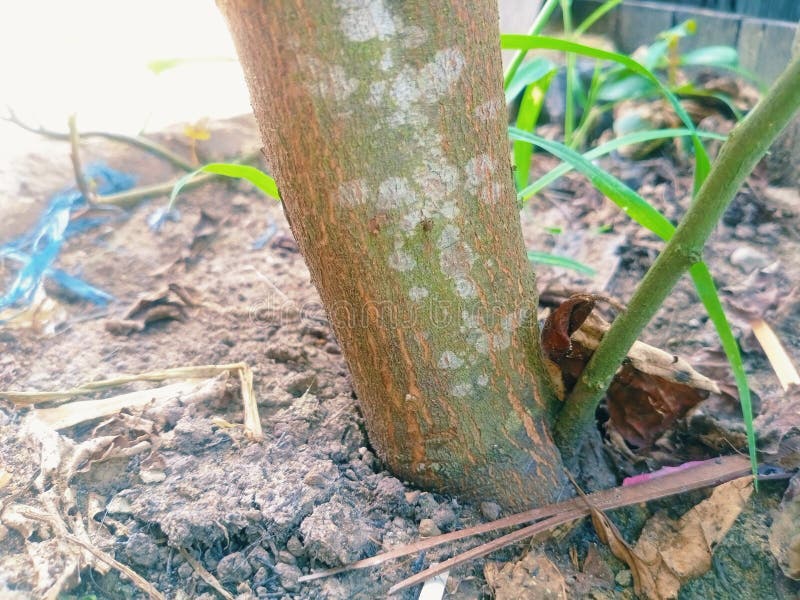 A Small Tree Trunk that Looks Very Attractive Stock Image - Image of ...