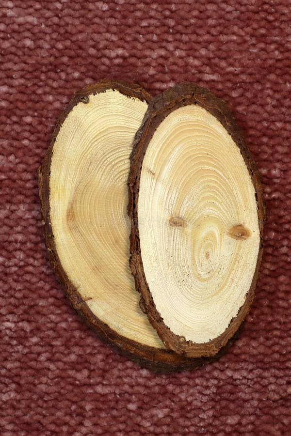 Small Tree Trunk Slice Cut from the Woods. Textured Surface with Rings ...