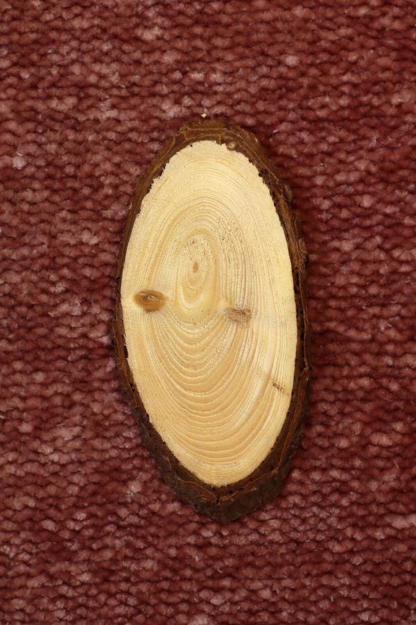 Small Tree Trunk Slice Cut from the Woods. Textured Surface with Rings ...