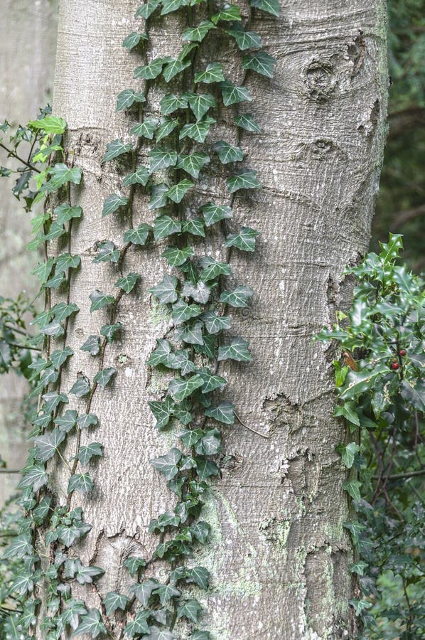 A Small Tree Trunk Surrounded by an Ivy Stock Image - Image of beauty ...