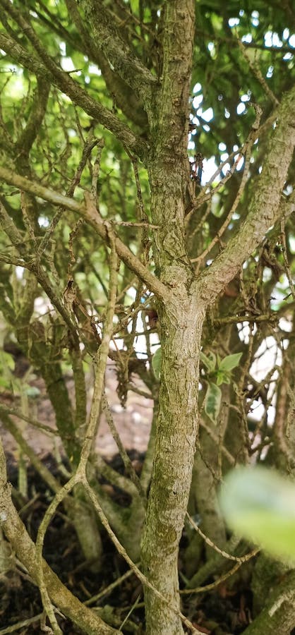 Small Tree Trunks and Lots of Thriving Stock Image - Image of nature ...