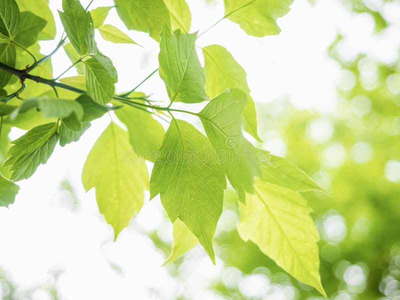 Small Tree Twig with Fresh Green Leaves in a Sunny Spring Day ...