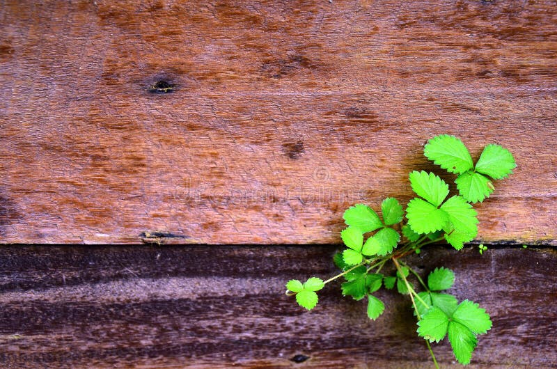 A Little Tree in the Upper Right Corner of the Wooden Floor. Stock ...