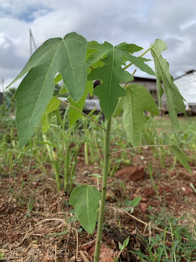 This is a Papaya Tree. a Small Tree that Was Born in Laos. Stock Photo ...