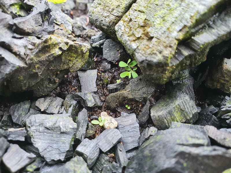 A Small Tree among the Weathered Rocks and Wood Stock Photo - Image of ...