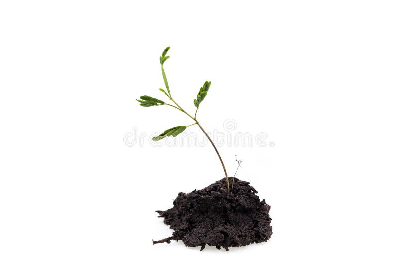 Small tree stock photo. Image of grow, botany, business - 220250032
