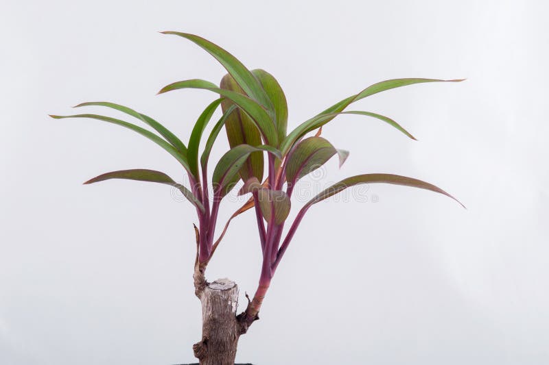 Small Tree on White Background. Stock Photo - Image of green, asia ...
