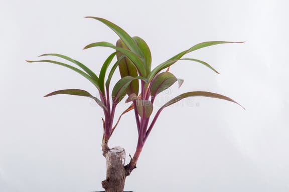 Small Tree on White Background. Stock Photo - Image of green, asia ...