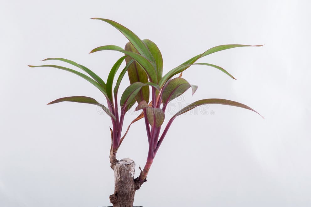 Small Tree on White Background. Stock Photo - Image of green, asia ...