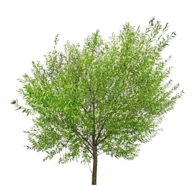 Small Tree on White with Green Leaves Stock Image - Image of single ...