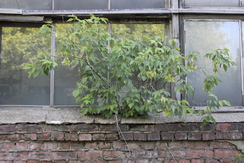 A Small Tree on the Windowsill of an Old House. Stock Image - Image of ...