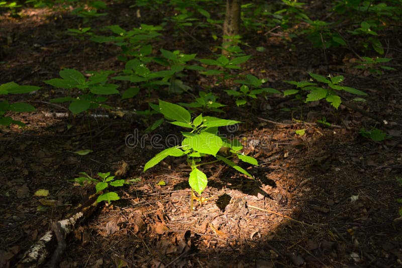 Small tree in forest stock photo. Image of ecology, beginning - 74943892