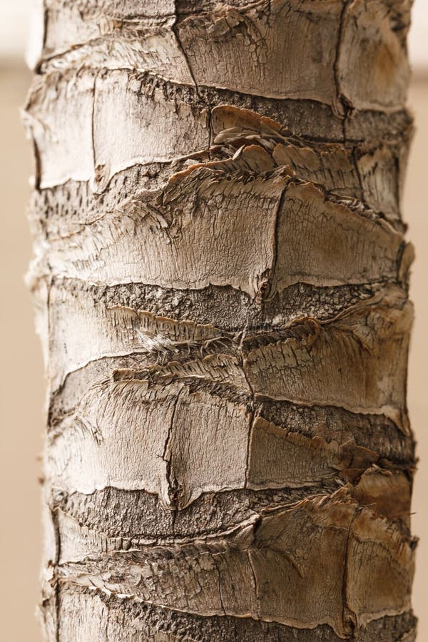 Small tree stock photo. Image of macro, view, shape, trunk - 72628020