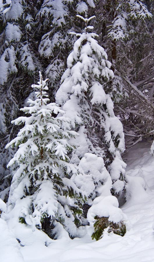 Small trees stock image. Image of grow, outdoor, christmas - 11403427