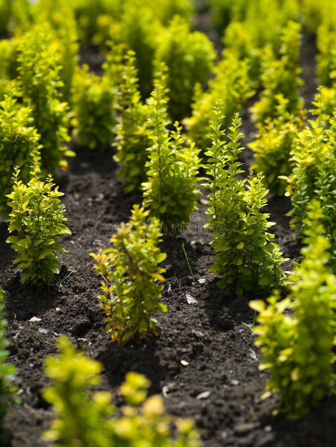 Small trees stock photo. Image of leaf, growth, conservation - 24979906