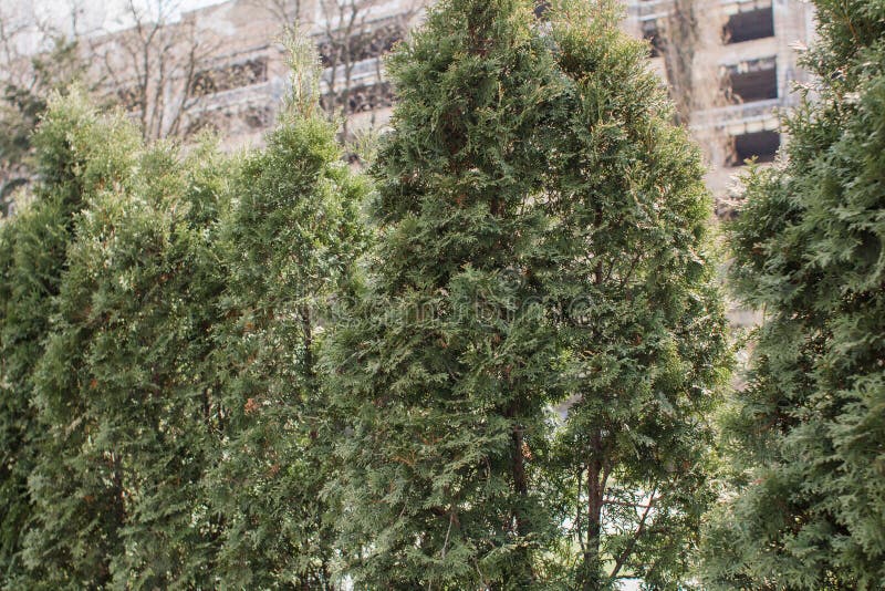 Small Trees on the Alley in the Park Stock Image - Image of forest ...