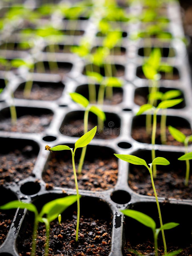 Small Trees Born From Seeds On The Black Tray Stock Image - Image of ...