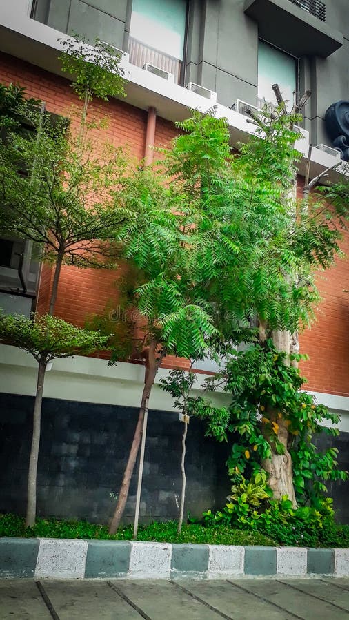 Small Trees beside the Building, in Surabaya, Indonesia. Stock Image ...