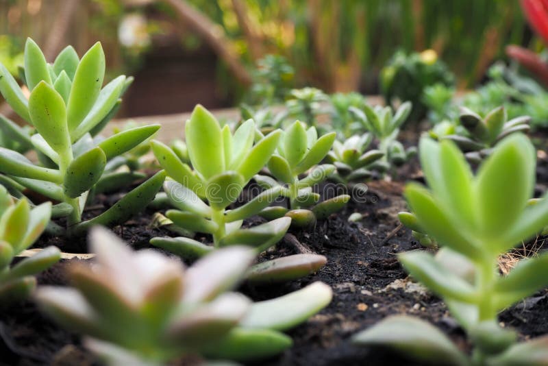 Small trees stock photo. Image of bright, grass, freshness - 185210142