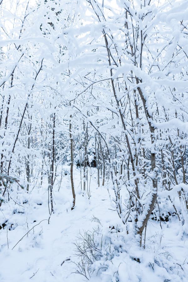 Small Trees Covered in Snow Stock Photo - Image of winter, covered ...