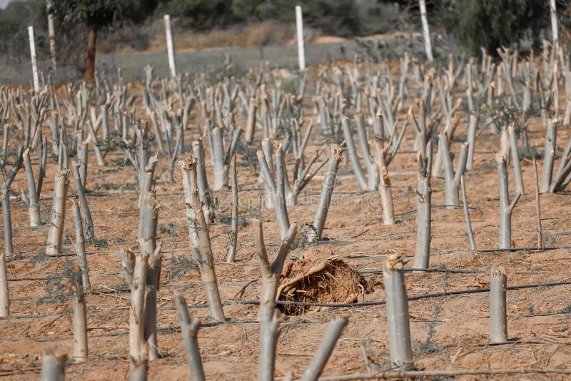 Small Trees Cutting ,Cut Down Alder Trees,Tree Cutting Agriculture ...