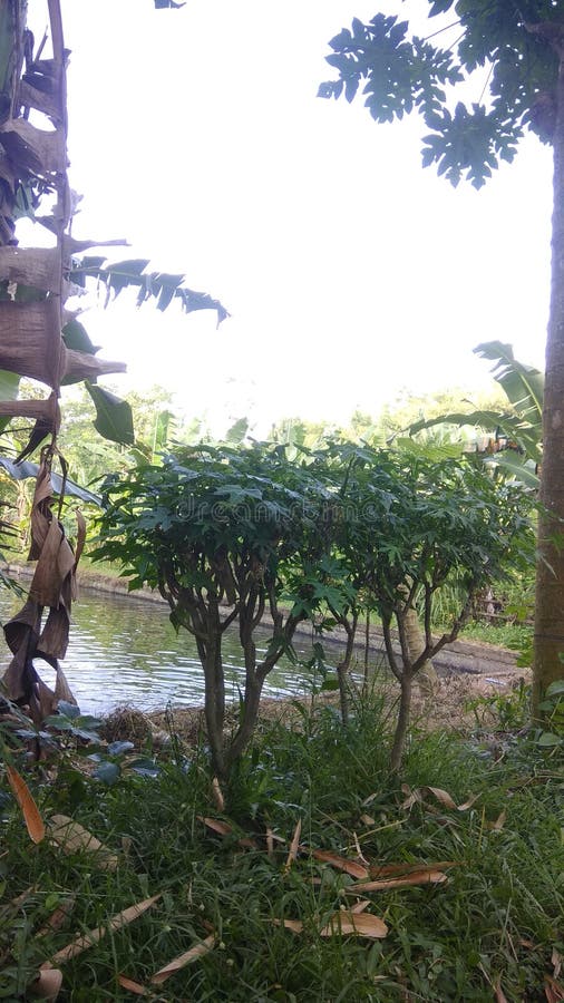 Small Trees by the Fish Pond Stock Image - Image of plantation, leaf ...