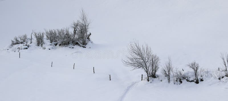 Small Trees and Foot Path in the Snow Stock Photo - Image of leisure ...