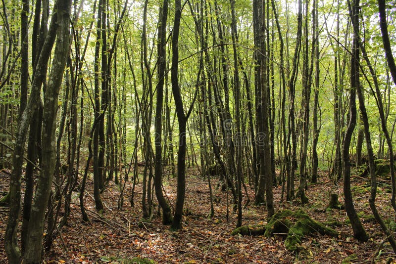 Small trees in the forest stock image. Image of environmental - 158281287