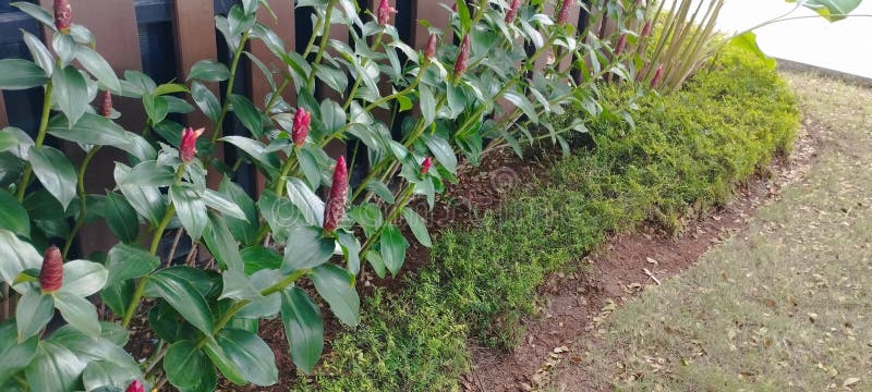 Small Trees and Grass with Flower Buds 03 Stock Photo - Image of lake ...