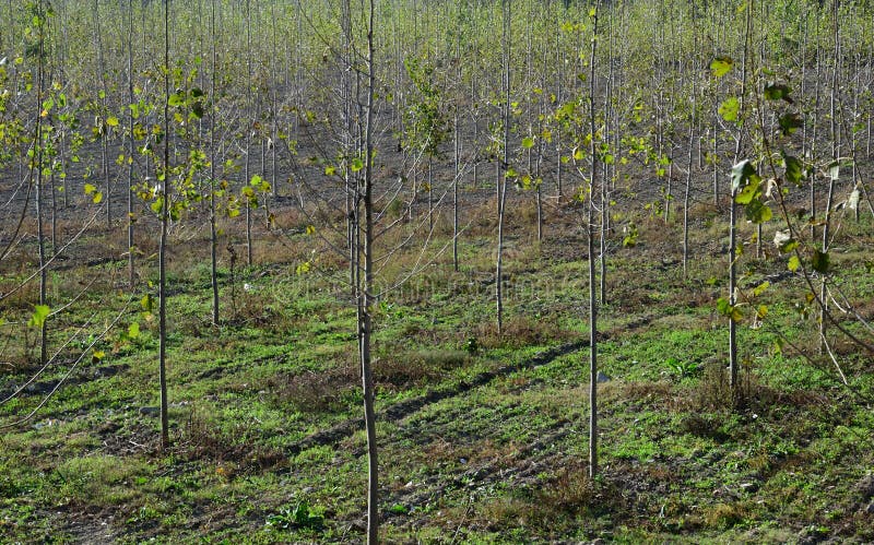 Small trees grow stock photo. Image of field, farm, small - 198032354
