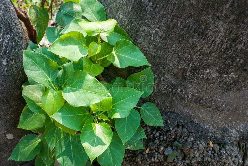 Small Trees Grow on Big Trees Stock Photo - Image of close, spring ...