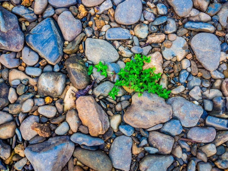 Small Trees Grow between Rocks Stock Photo - Image of grow, gardening ...